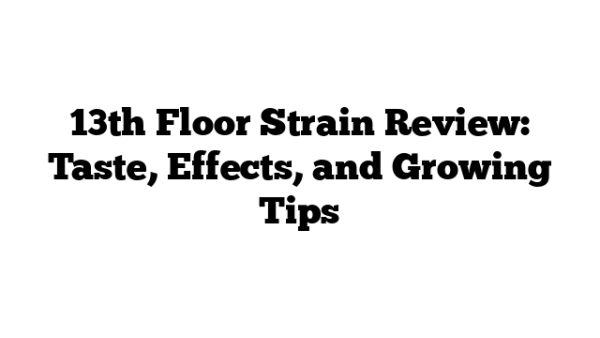 13th Floor Strain Review: Taste, Effects, and Growing Tips – 420 Big Bud