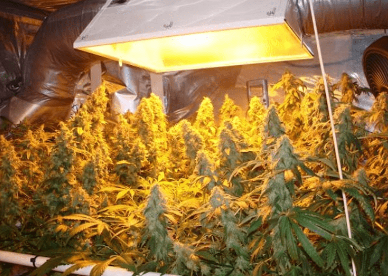 How to Grow Weed: Basics Tutorial. Part 8. Setup Grow Room