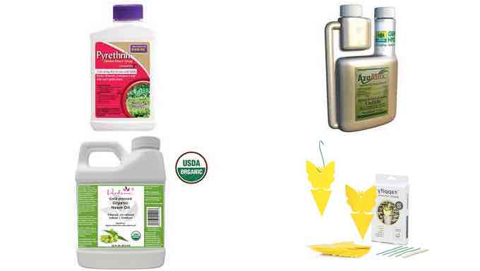 The 10 Best Organic Insect Spray (Reviews 2019) - 420 Big Bud