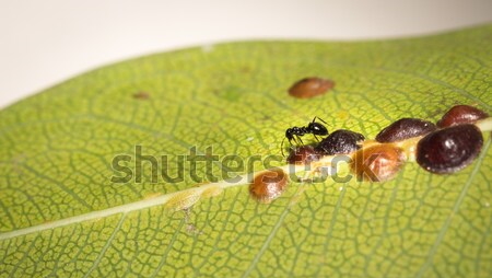 Scale Insects: 11 way to kill scale insect (Updated for 2019) - 420 Big Bud