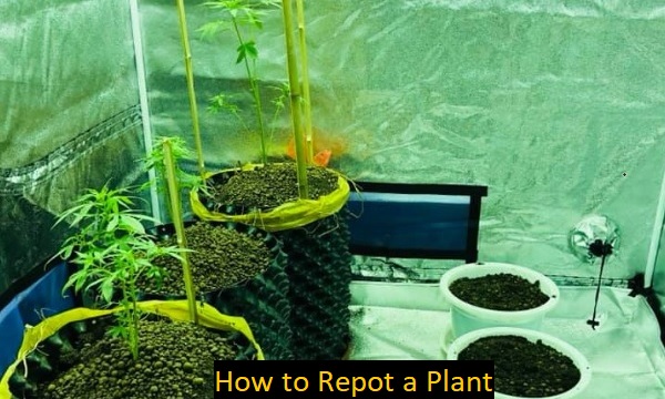 How to Repot a Plant: 8 simple steps re-pot your cannabis plant ...