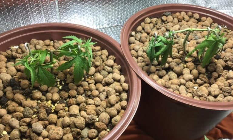 Overwatered Cannabis Plant: How do I fix an overwatered cannabis plant ...