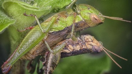 How to get rid of grasshoppers: 10 way to kill grasshoppers for plants ...