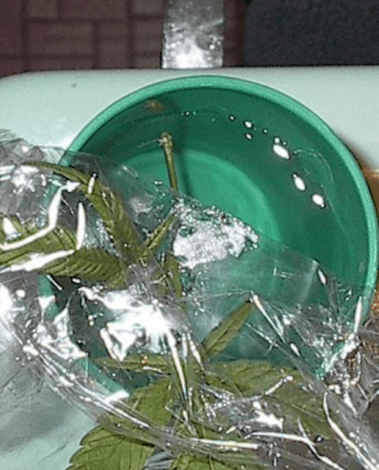 How to Clone Weed. Part 6. A Step by Step Guide for Beginners (2021 ...