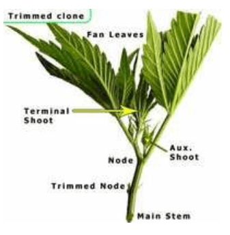 How to Clone Weed. Part 6. A Step by Step Guide for Beginners (2021 ...