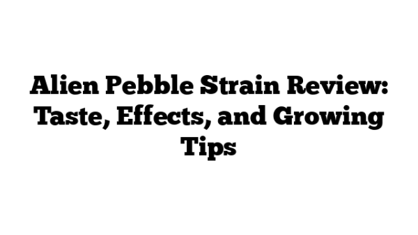 Alien Pebble Strain Review: Taste, Effects, and Growing Tips – 420 Big Bud