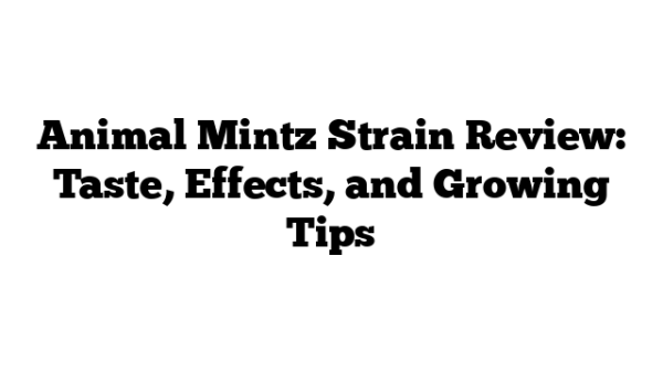 Animal Mintz Strain Review: Taste, Effects, and Growing Tips – 420 Big Bud