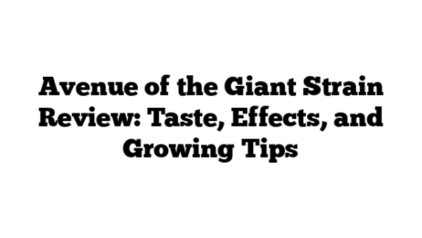 Avenue of the Giant Strain Review: Taste, Effects, and Growing Tips ...