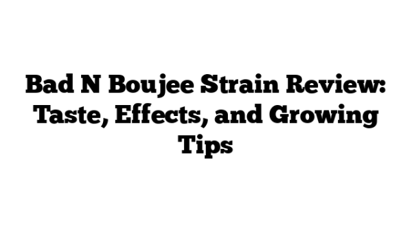 Bad N Boujee Strain Review: Taste, Effects, and Growing Tips – 420BB ...