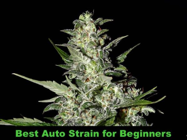 Best Auto Strain for Beginners (Reviews 2023) – Auto-flowering vs ...