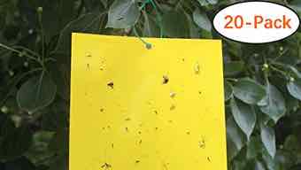 Best Organic Fly Trap – 420BB: Premium Pipes & Bongs