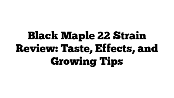 Black Maple 22 Strain Review: Taste, Effects, and Growing Tips – 420 Big Bud