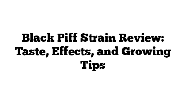 Black Piff Strain Review: Taste, Effects, and Growing Tips – 420 Big Bud