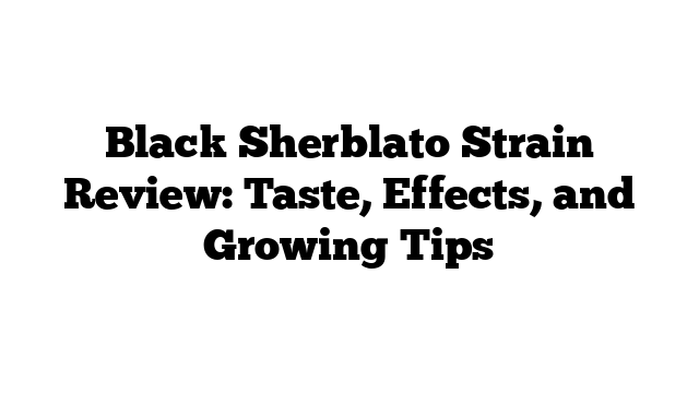 Black Sherblato Strain: A Comprehensive Review – 420 Big Bud