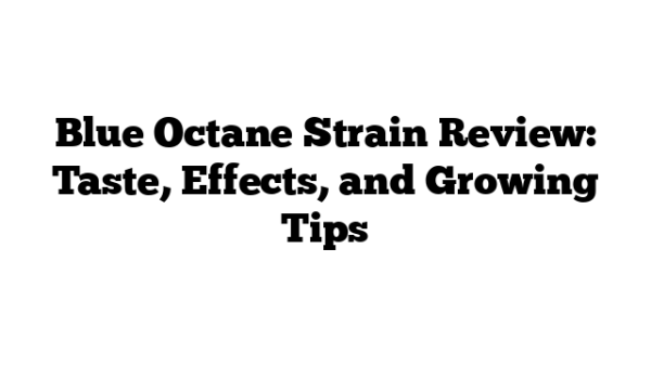 Blue Octane Strain Review: Taste, Effects, and Growing Tips – 420 Big Bud
