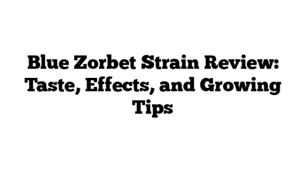 Blue Zorbet Strain Review: Taste, Effects, and Growing Tips – 420 Big Bud