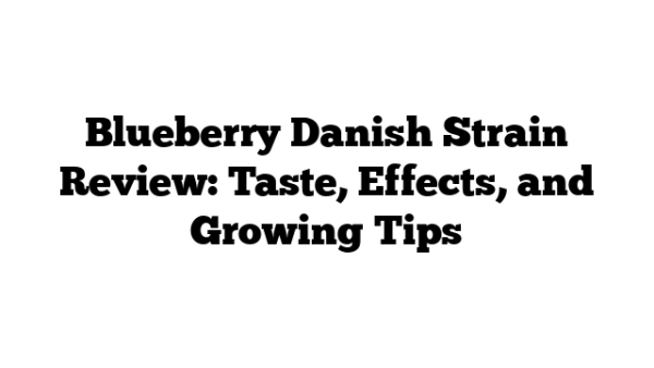 Blueberry Danish Strain Review: Taste, Effects, and Growing Tips ...