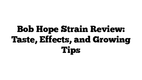 Bob Hope Strain Review: Taste, Effects, and Growing Tips – 420 Big Bud