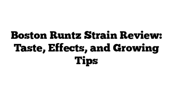 Boston Runtz Strain Review: Taste, Effects, and Growing Tips – 420 Big Bud