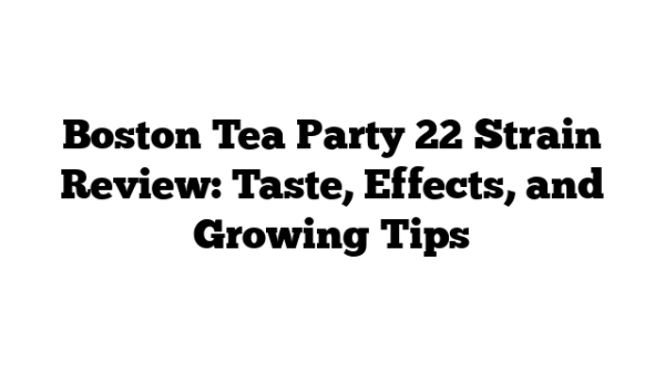 Boston Tea Party #22 Strain Review: Taste, Effects, and Growing Tips ...
