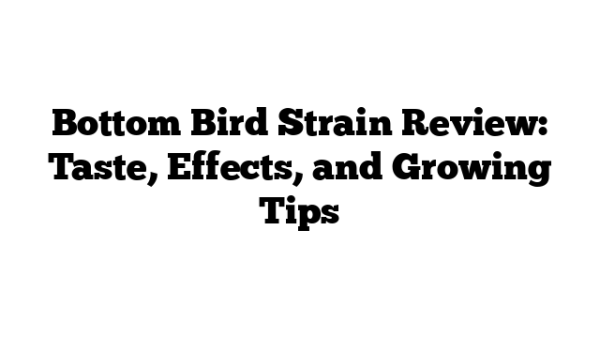 Bottom Bird Strain Review: Taste, Effects, and Growing Tips – 420 Big Bud