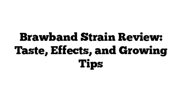 Brawband Strain Review: Taste, Effects, and Growing Tips – 420 Big Bud