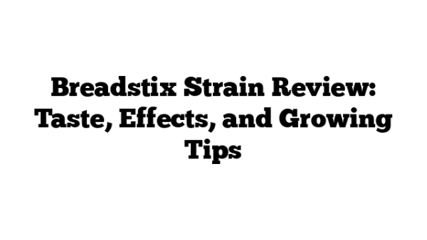 Breadstix Strain Review: Taste, Effects, and Growing Tips – 420 Big Bud