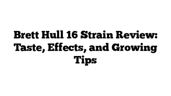 Brett Hull 16 Strain Review: Taste, Effects, and Growing Tips – 420 Big Bud