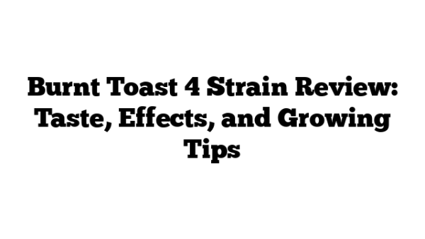 Burnt Toast #4 Strain Review: Taste, Effects, and Growing Tips – 420 ...