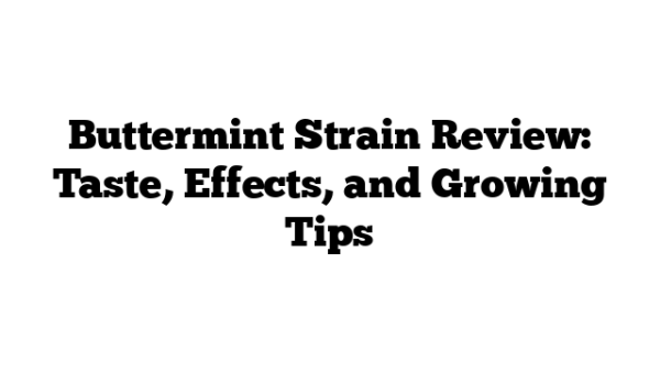 Buttermint Strain Review: Taste, Effects, and Growing Tips – 420 Big Bud