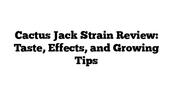 Cactus Jack Strain Review: Taste, Effects, and Growing Tips – 420 Big Bud