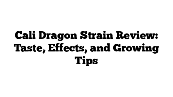 Cali Dragon Strain Review: Taste, Effects, and Growing Tips – 420BB ...