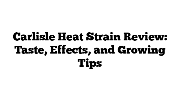 Carlisle Heat Strain Review: Taste, Effects, and Growing Tips – 420 Big Bud