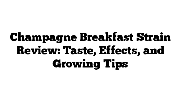 Champagne Breakfast Strain Review: Taste, Effects, and Growing Tips ...