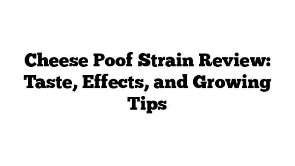Cheese Poof Strain Review: Taste, Effects, and Growing Tips – 420BB ...
