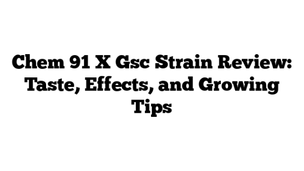 Chem 91 x GSC Strain Review: Taste, Effects, and Growing Tips – 420 Big Bud