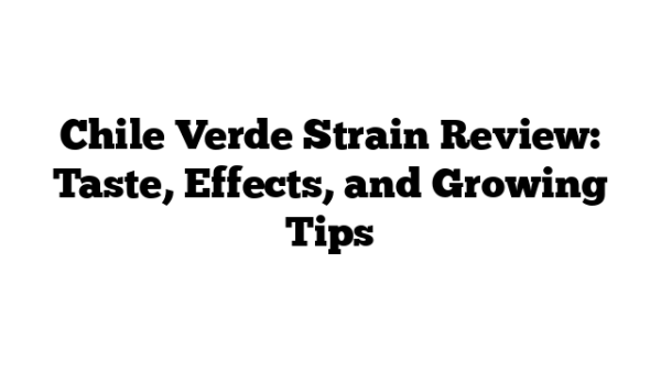 Chile Verde Strain Review: Taste, Effects, and Growing Tips – 420 Big Bud