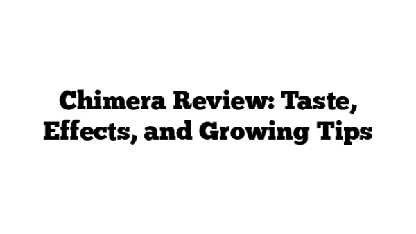 Chimera Review: Taste, Effects, and Growing Tips – 420 Big Bud