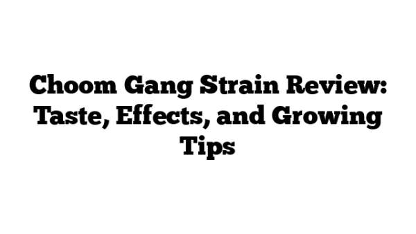 Choom Gang Strain Review: Taste, Effects, and Growing Tips – 420BB ...