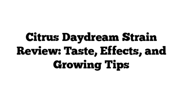 Citrus Daydream Strain Review: Taste, Effects, and Growing Tips – 420BB ...