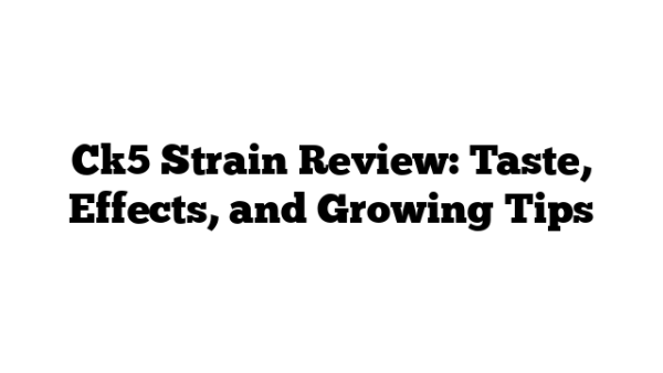 Ck5 Strain Review: Taste, Effects, and Growing Tips – 420 Big Bud