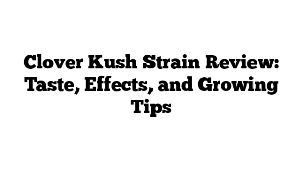 Clover Kush Strain Review: Taste, Effects, and Growing Tips – 420BB ...