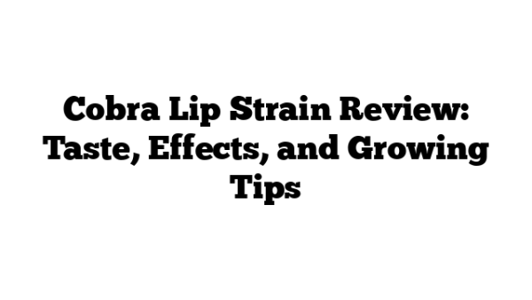 Cobra Lip Strain Review: Taste, Effects, and Growing Tips – 420 Big Bud
