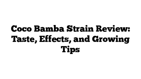 Coco Bamba Strain Review: Taste, Effects, and Growing Tips – 420 Big Bud