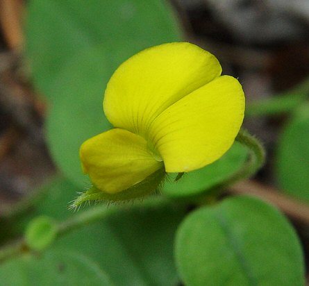 Crotalaria rotundifolia Plant Identification (Flower, Leaf, Care, Uses ...