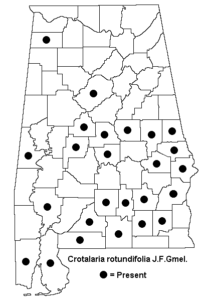 Crotalaria rotundifolia Plant Identification (Flower, Leaf, Care, Uses ...