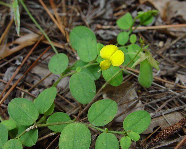 Crotalaria rotundifolia Plant Identification (Flower, Leaf, Care, Uses ...
