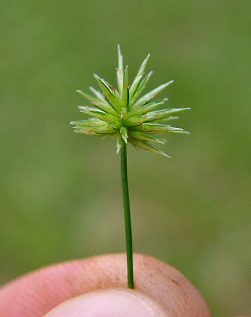 Cyperus croceus Plant Identification (Flower, Leaf, Care, Uses) – 420 ...