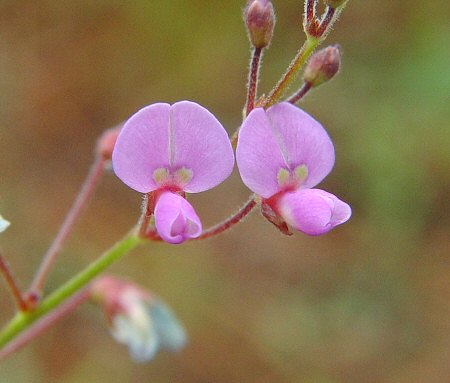 Desmodium strictum Plant Identification (Flower, Leaf, Care, Uses ...