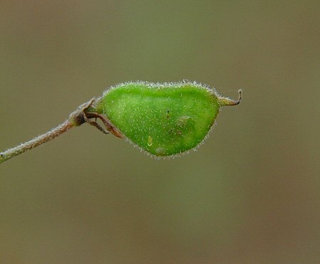Desmodium strictum Plant Identification (Flower, Leaf, Care, Uses ...
